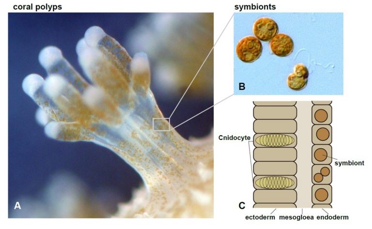 New Era in Coral Biology Research: Scientists Have Cultured the First ...