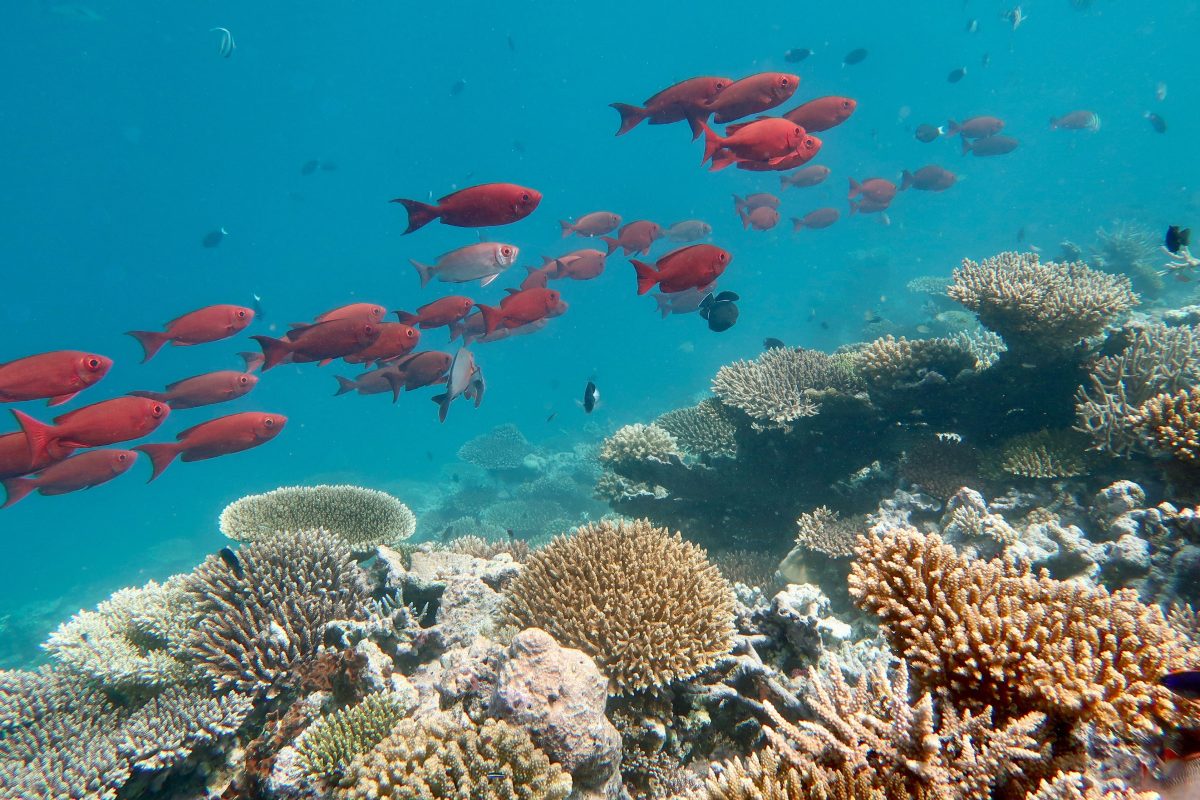 Scientists Debunk Long-Held “Darwin’s Paradox” Myth About Coral Reefs