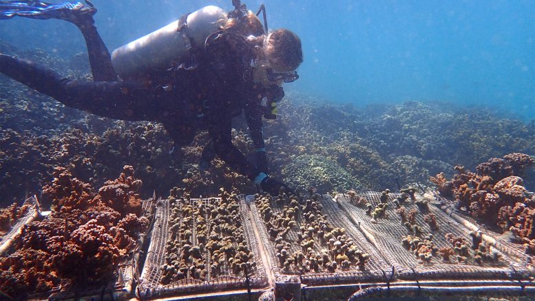 Gene-Expression Indicates How Coral Reefs Will Handle Climate Change