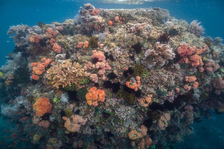 Region of “Super Corals” Discovered Thriving in Extremely High Levels ...
