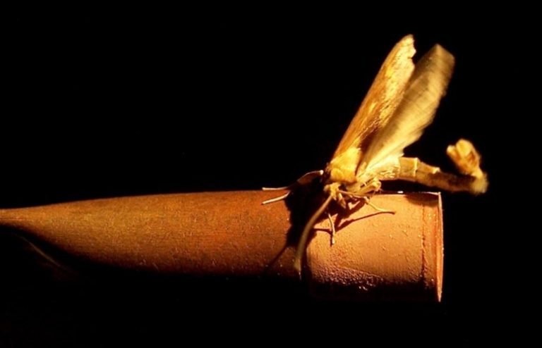 Genetics Of Sex Pheromone Mate Attraction Discovered How Moths Find Their Flame 