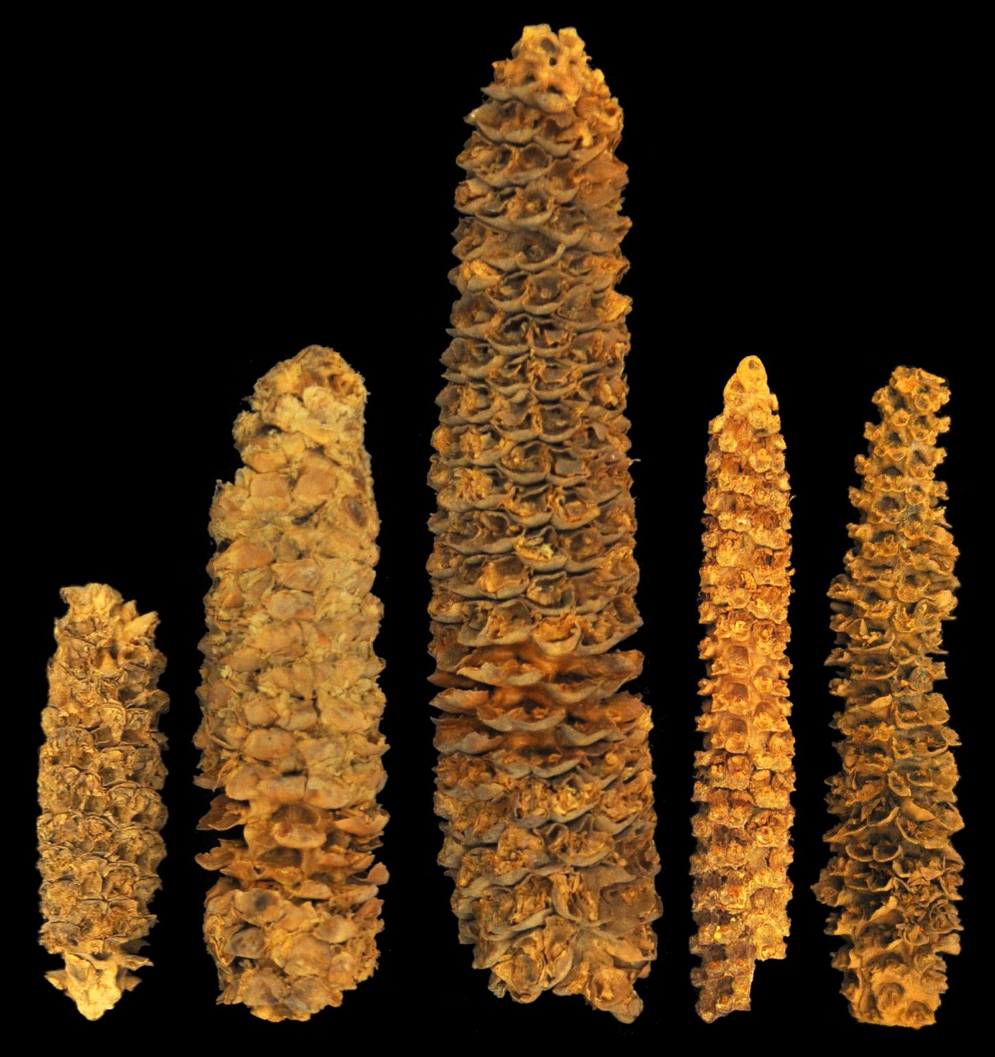 Ancient DNA Continues to Rewrite the 9,000-Year Society-Shaping History ...