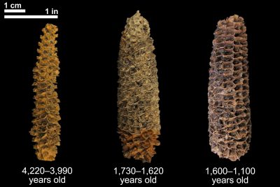 Ancient DNA Continues to Rewrite the 9,000-Year Society-Shaping History ...