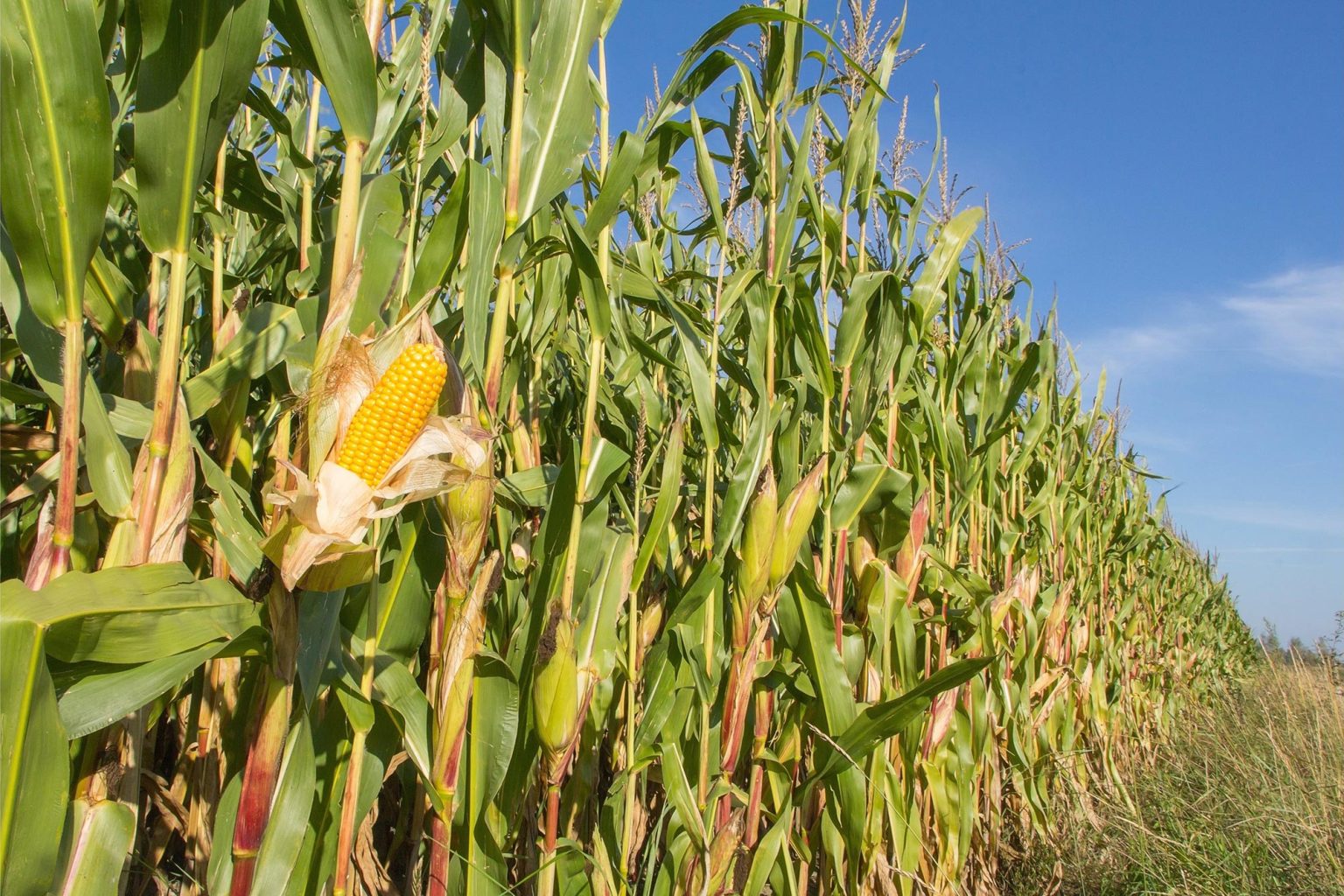 Ancient Corn Discovery in Brazil Challenges Maize’s Origin Story