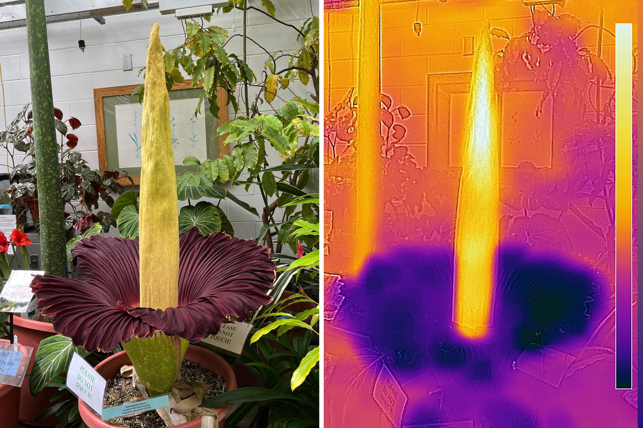 Why Does the Corpse Flower Smell Like Rotting Flesh? Dartmouth ...