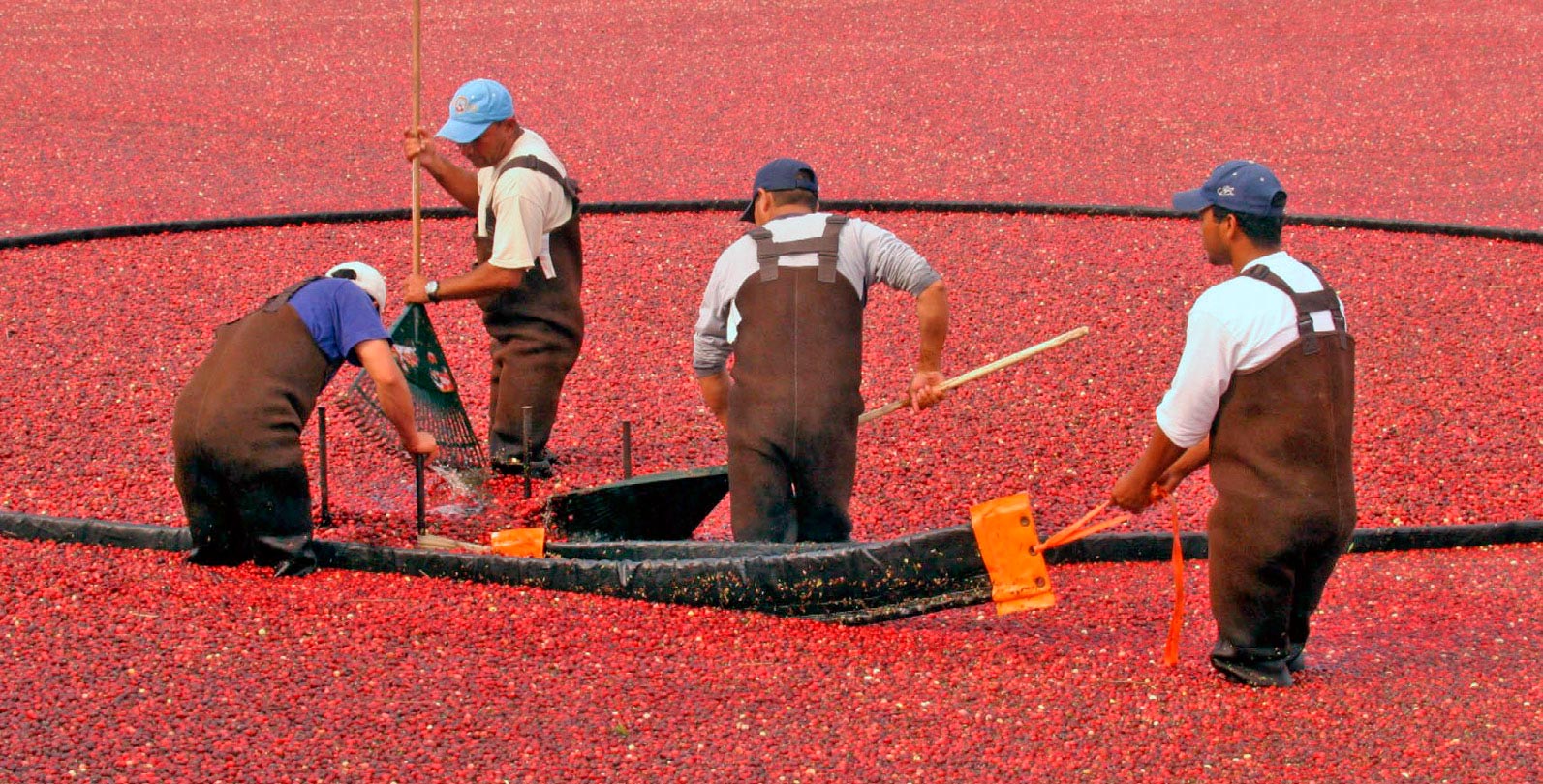 Cranberries: A Thanksgiving Staple With a Rich History and Unique Biology