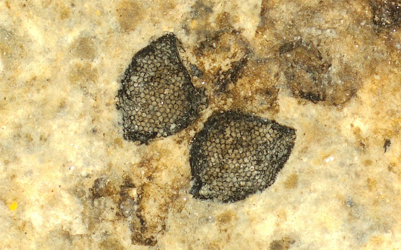 New Insight Into the Evolution of Sight From 54 Million Year-Old Fossil