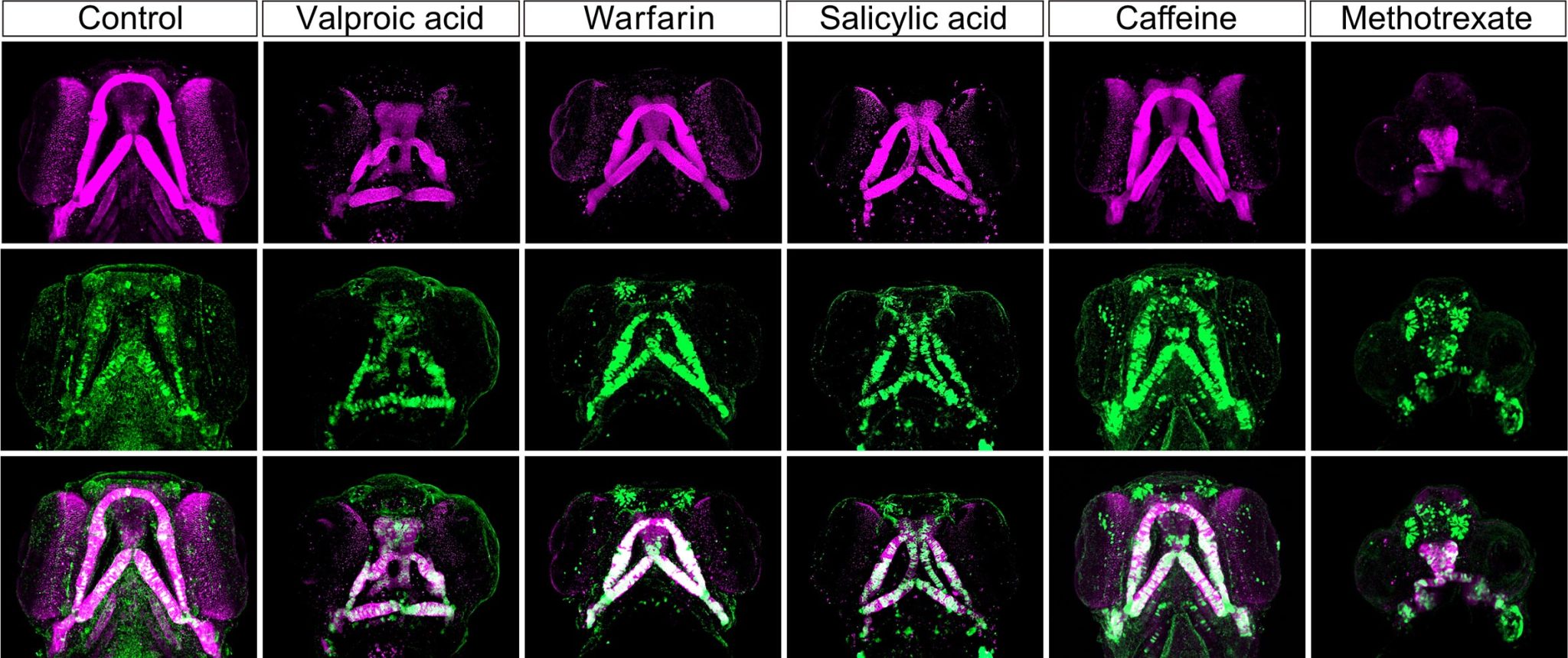 Fish Reveal Caffeine and Other Common Drugs May Alter Human Facial ...