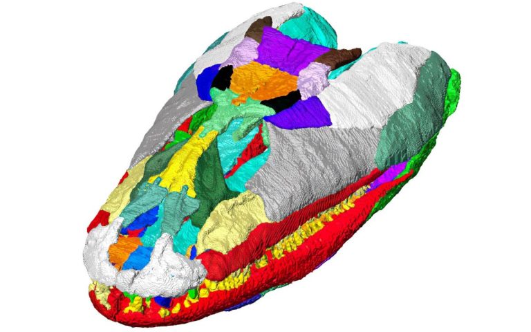 Meet the “Tadpole From Hell” – Crushed Scottish Fossils Unveil ...