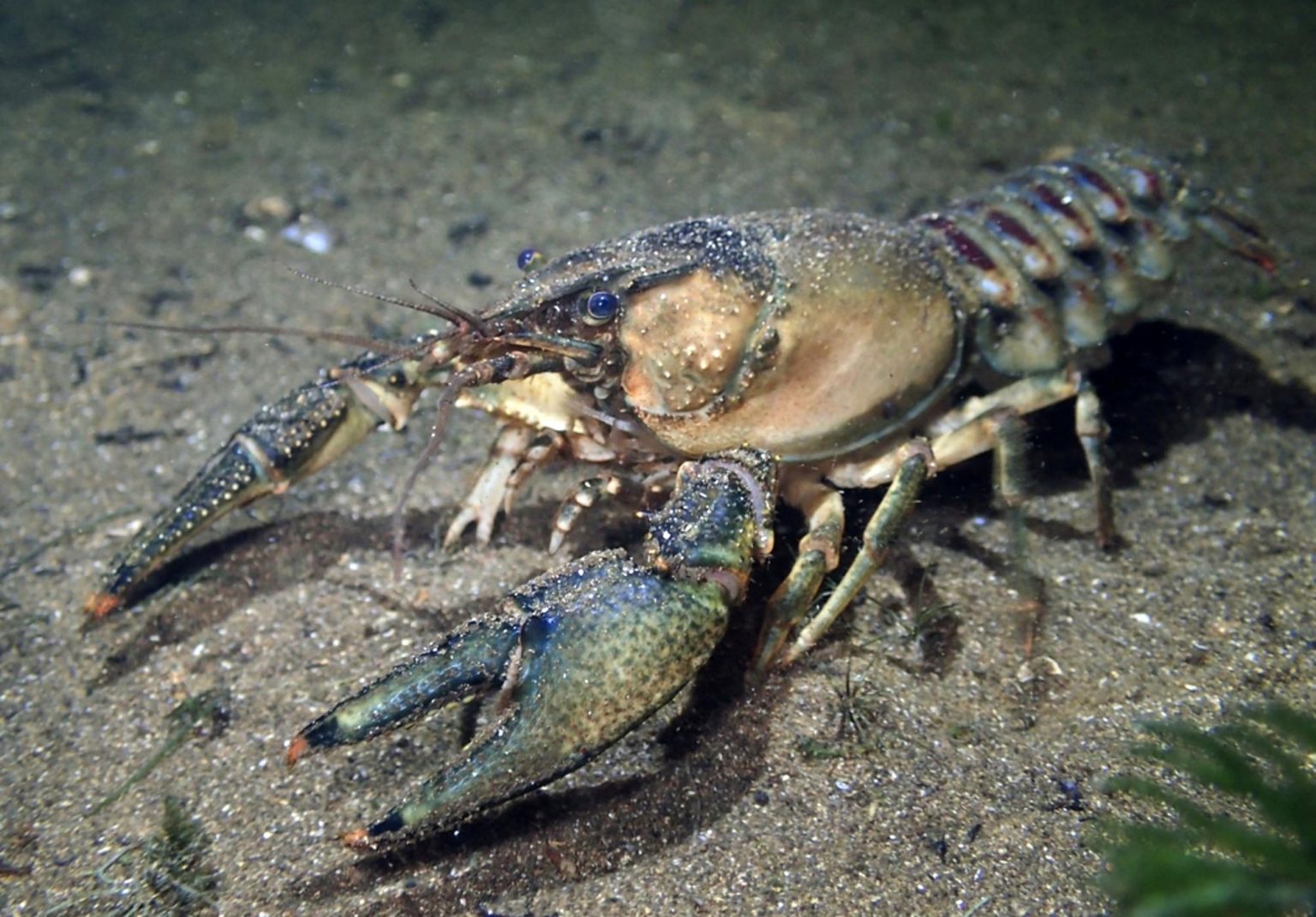 Antidepressant Pollution Alters Crayfish Behavior – Impacting Stream ...