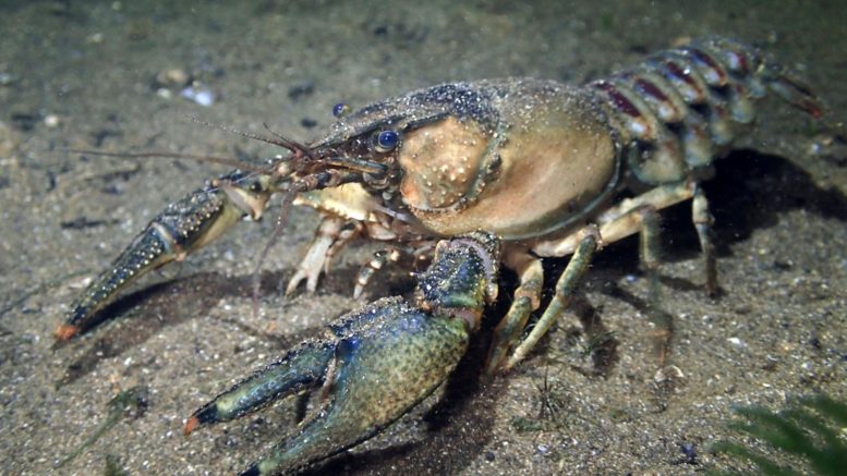 Waste to Treasure: Using Crayfish Shells to Store Energy