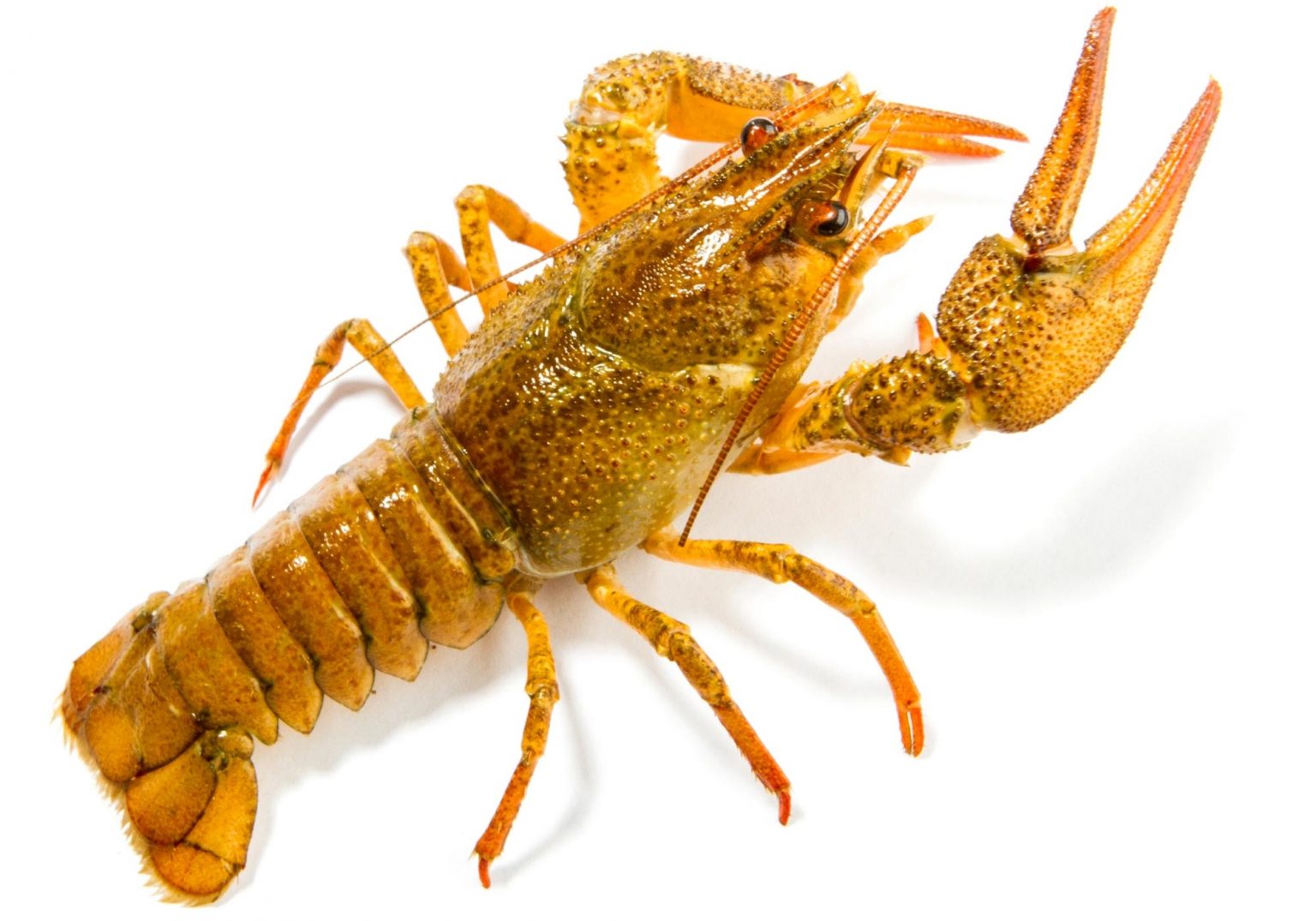 Waste to Treasure: Using Crayfish Shells to Store Energy