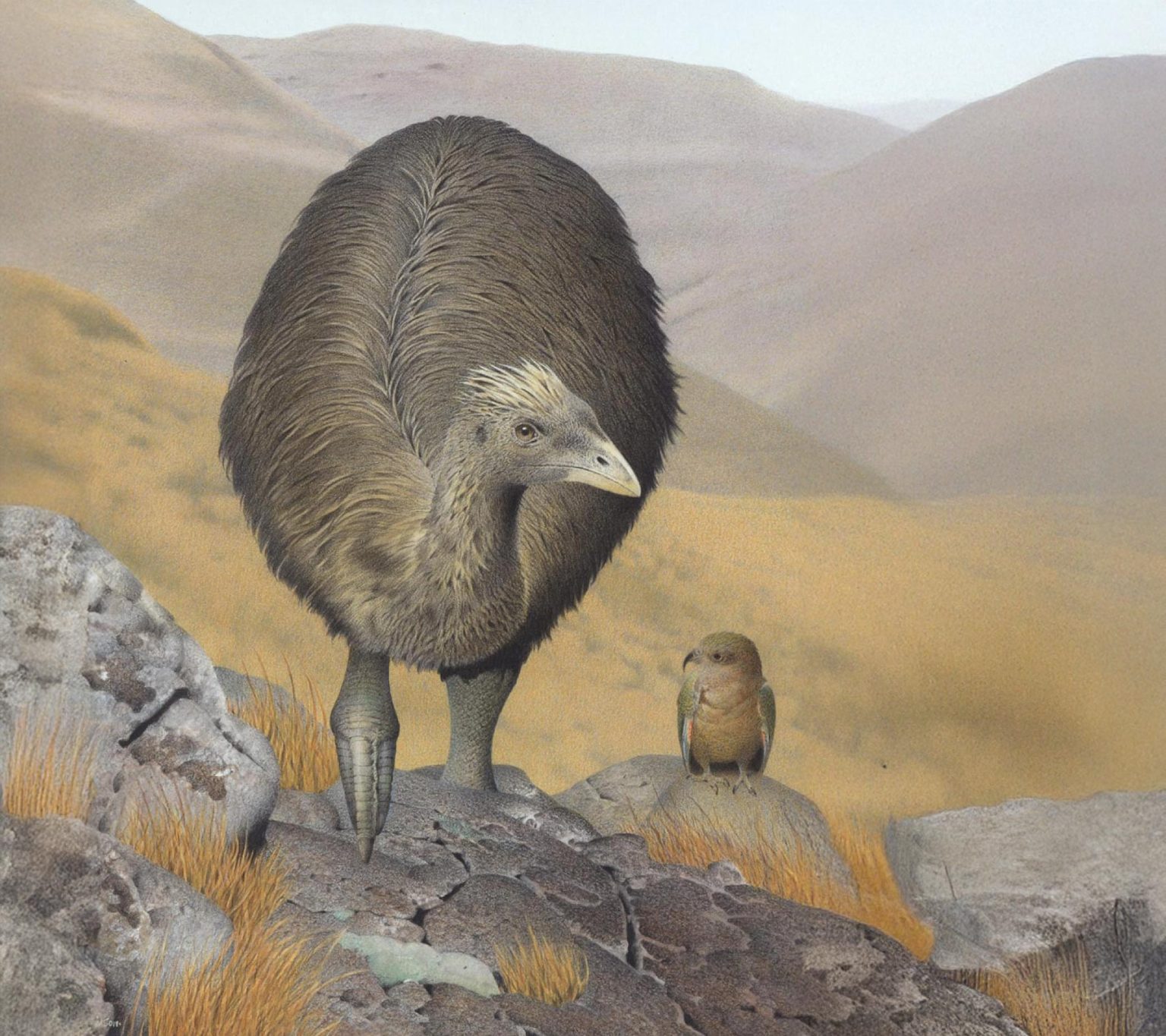 Moa Went Extinct in Just 300 Years. Scientists Reveal Why