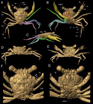 Researchers Discover First Dinosaur Era Crab Fully Preserved in 100 ...