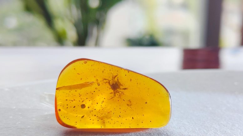 33 Million Years Old: The Largest Flower Preserved in Amber