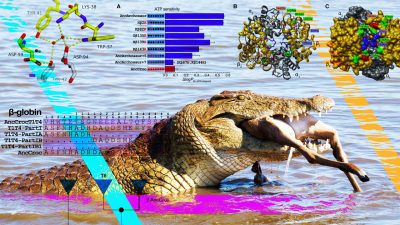 Study of Ancient Proteins Clarifies Mystery of Crocodiles’ Unique ...