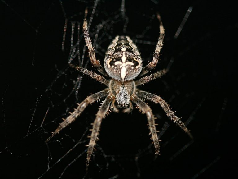 Arachnauts: NASA Sends Spiders to Space for Experimentation – Here’s ...