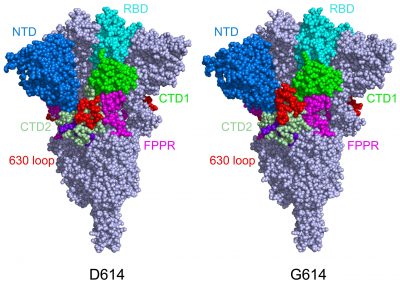 Sturdier Coronavirus Spike Protein Explains Faster Spread of COVID ...