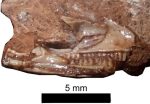 Scientists Discover Oldest Modern Lizard Fossil, Shaking Up ...