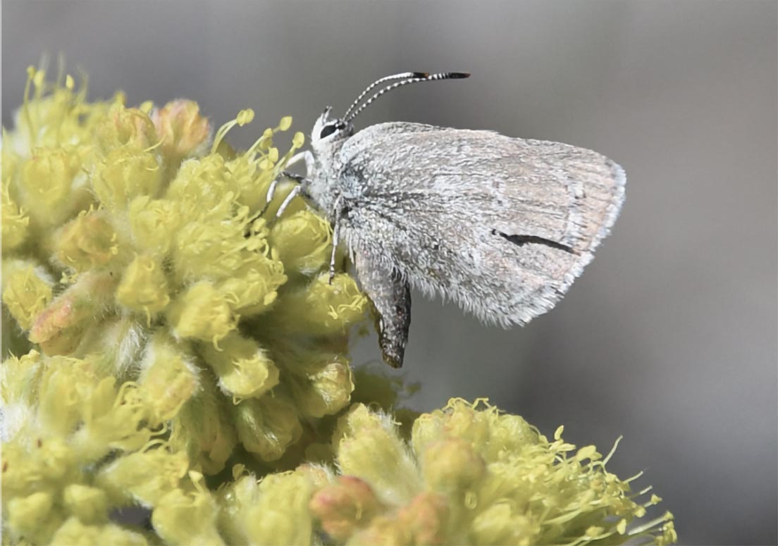 Hidden for 40,000 Years: Scientists Discover “Odd” New Butterfly Species