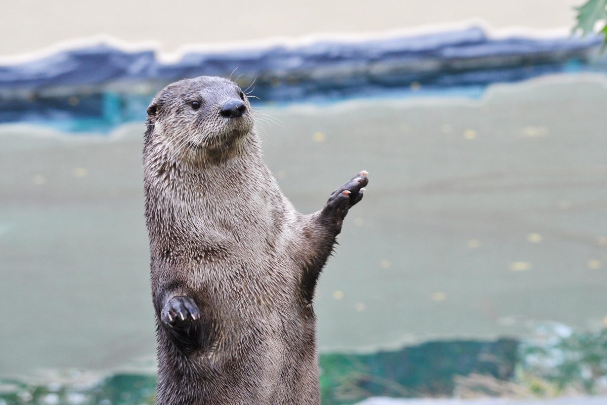 “Weird-Looking” Otter Poo Leads to a Surprising Ecological Discovery