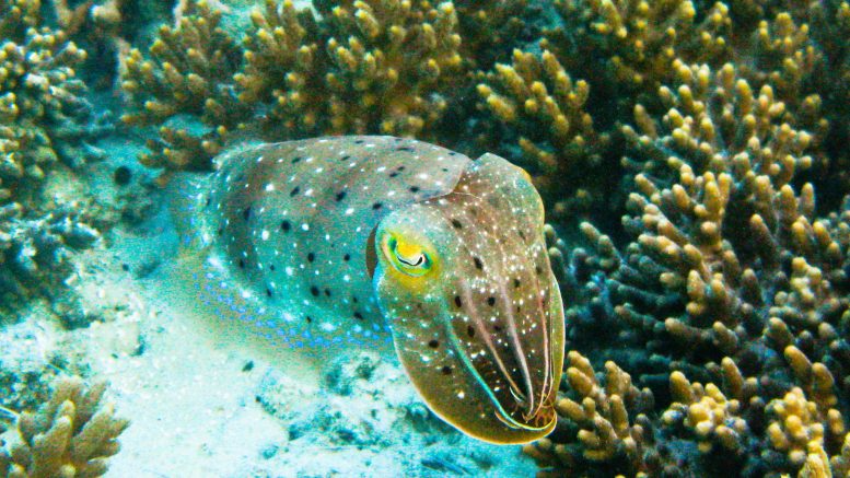 Scientists Succeed in Culturing the Pygmy Zebra Octopus – The Size of a ...