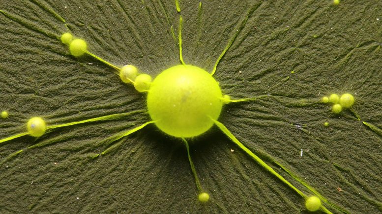 New Insight Into Biosynthesis: How Cyanobacteria Evolve Their ...