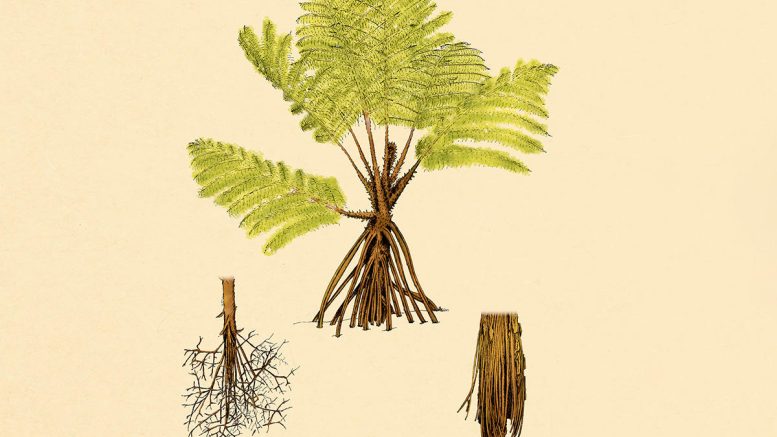 Shock Find Brings Extinct "Shark Bay" Mouse Back From the Dead