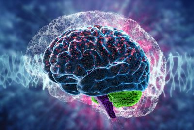 How Does a Single Cell Build a Brain? Scientists Reveal a Surprisingly ...