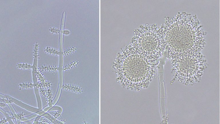 Scientists Discover Ant-Associated Fungus Is Far More Than a Villain