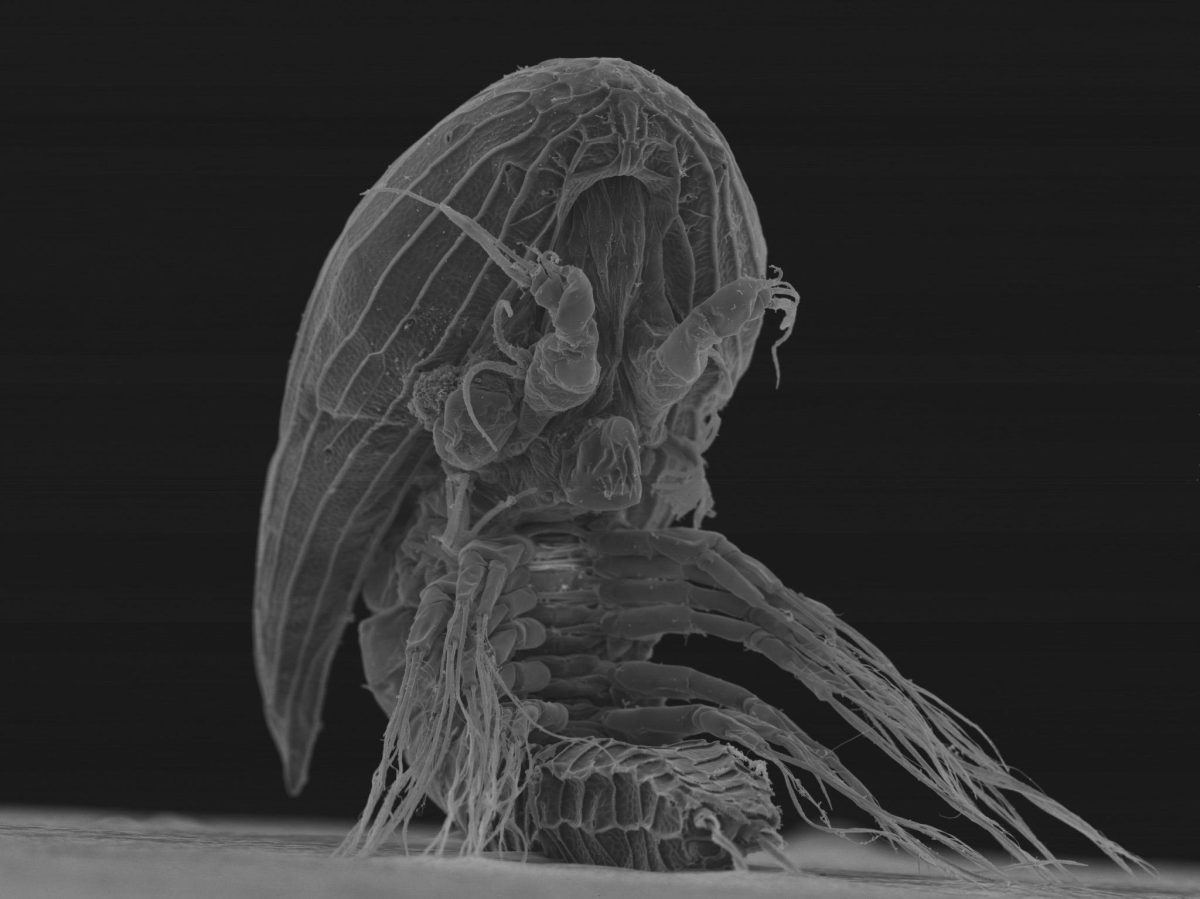 What Are These Creepy Creatures? Scientists Close In on Century-Old ...