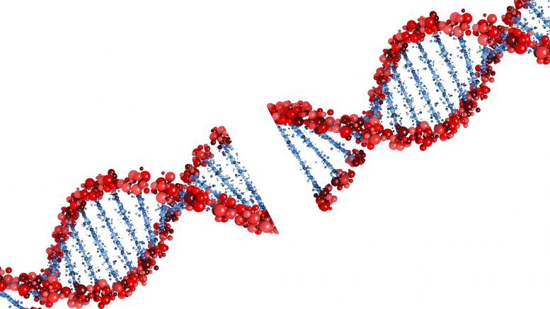 Harvard Scientists Uncover New Strategy for Repairing DNA Damage in Neurons