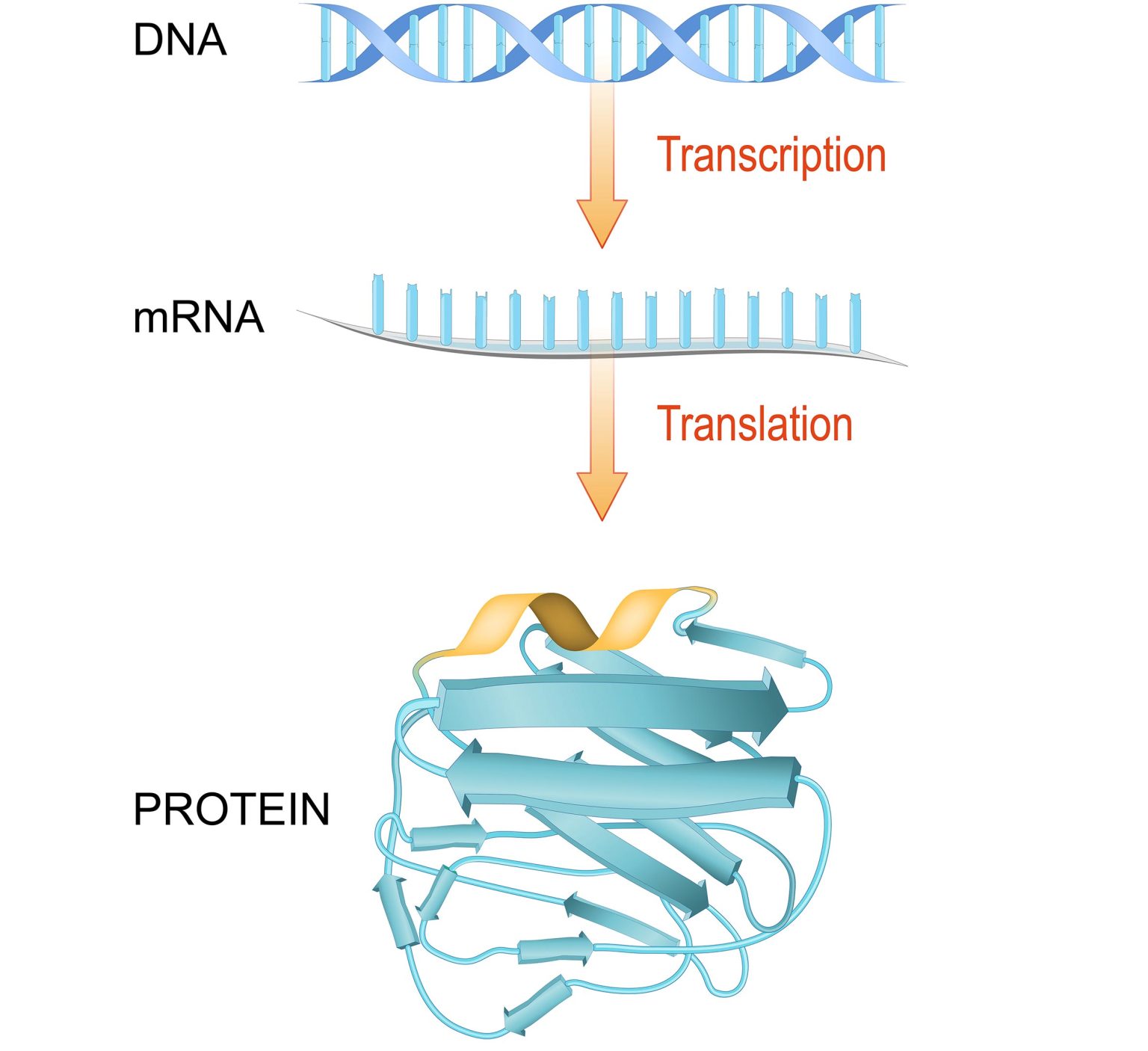 How mRNA and DNA Vaccines Could Soon Treat Cancer, HIV, Genetic ...