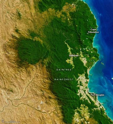 Daintree: A Rainforest Like No Other – With a Vast Range of Unique Species