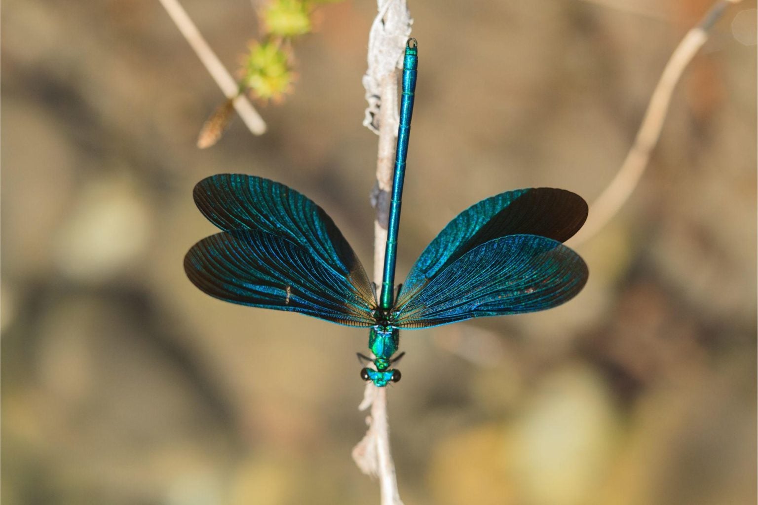 Scientists Have Finally Solved the Damselfly Color Mystery
