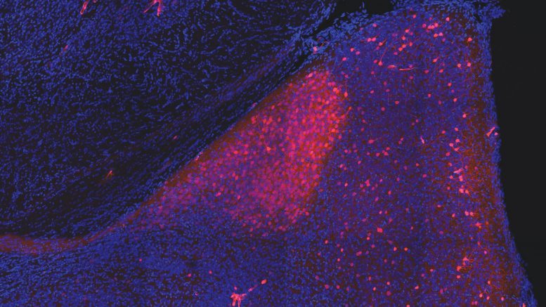 Darcin in Mice Urine Attracts Other Mice