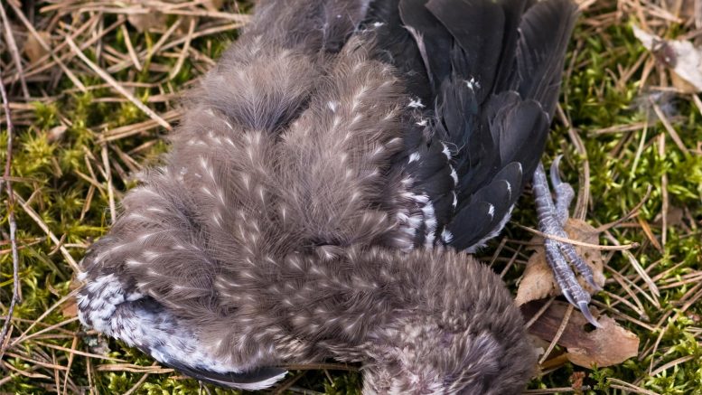 Feeding Bluebirds in Your Backyard Helps Fend Off Parasites