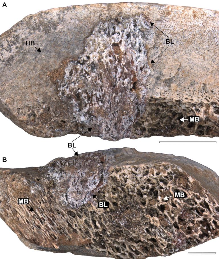 Mysterious Bone Infections Wiped Out Brazil’s Giant Dinosaurs