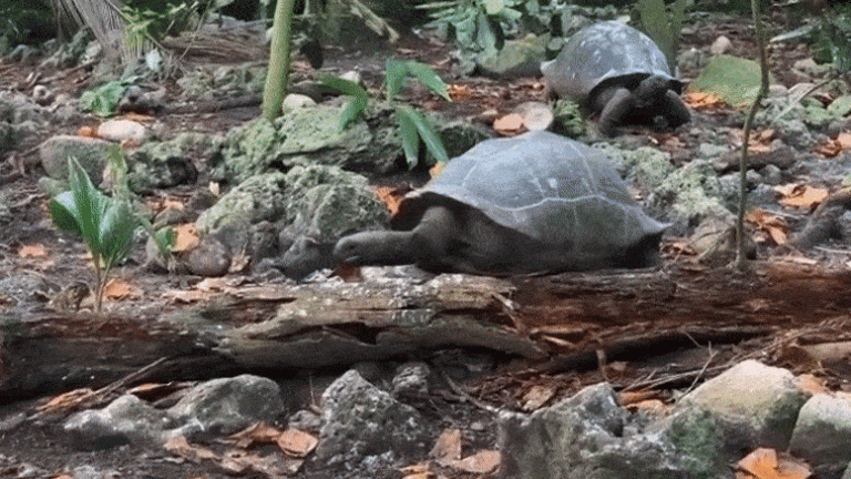 “Vegetarian” Giant Tortoise Attacks and Eats Seabird As Horrified ...