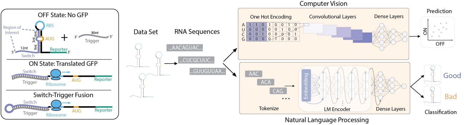 Going Beyond Human Brains: Deep Learning Takes On Synthetic Biology