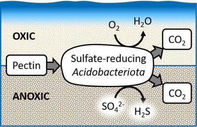 Redefining Microbiology: Discovery of a 3-in-1 Microorganism Upends ...