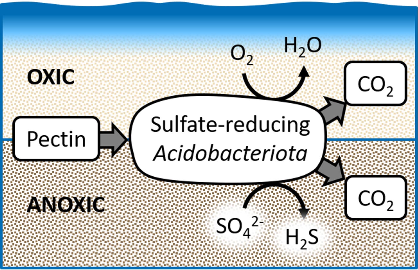 Redefining Microbiology: Discovery of a 3-in-1 Microorganism Upends ...