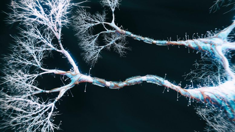 Dendrites Help Explain the Unique Computing Power of Our Brain