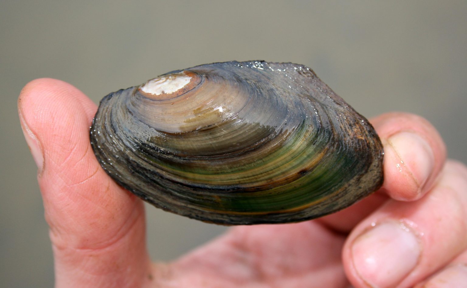Conservationists May Be Unintentionally Spreading Diseases and ...