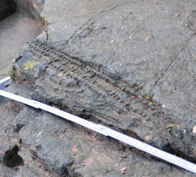 390 Million Years Old – Scientists Discover World’s Oldest Fossilized ...