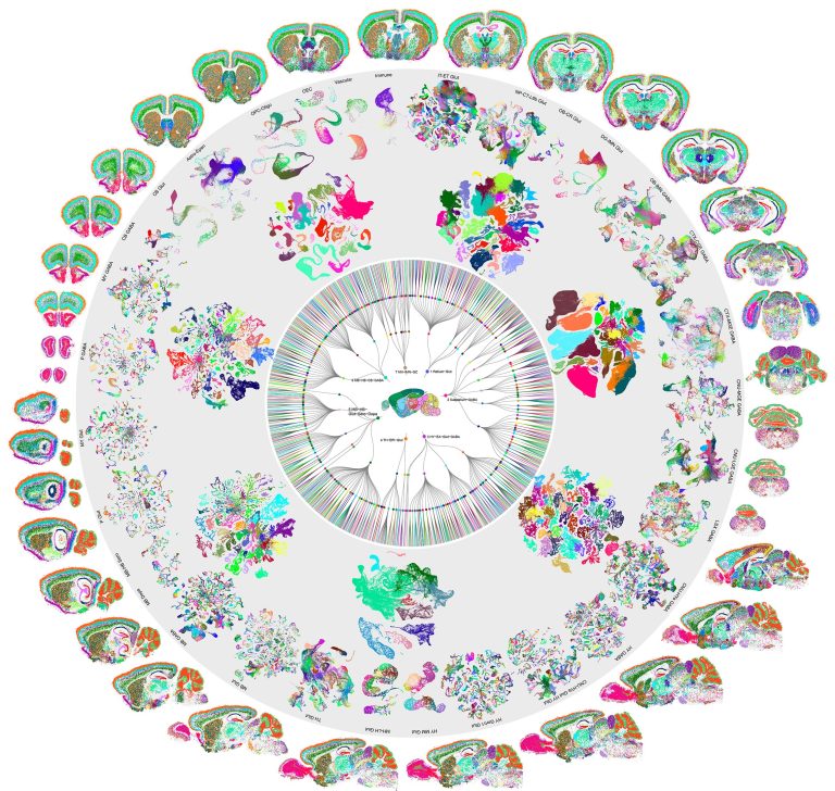 First Complete Cellular Map of a Mammalian Brain Reveals Over 5,300 ...