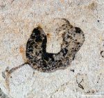 Scientists Just Rewrote the Timeline of Complex Life on Earth