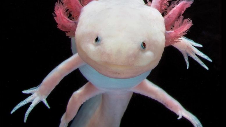 6 Animals that Can Regenerate Body Parts