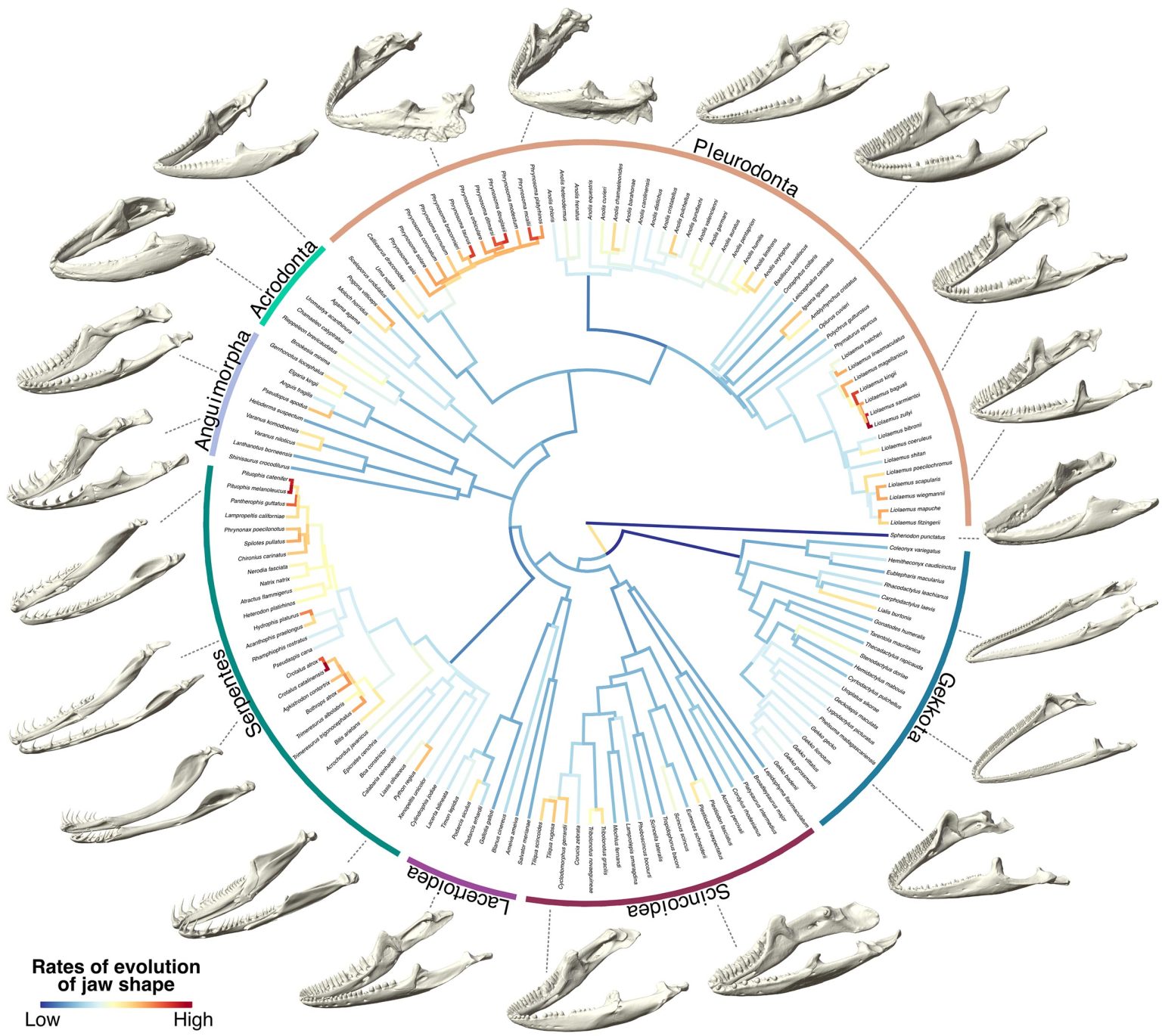 Scientists Reveal Jaw-Dropping Secrets of Lizard and Snake Evolution