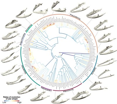Scientists Reveal Jaw-Dropping Secrets of Lizard and Snake Evolution